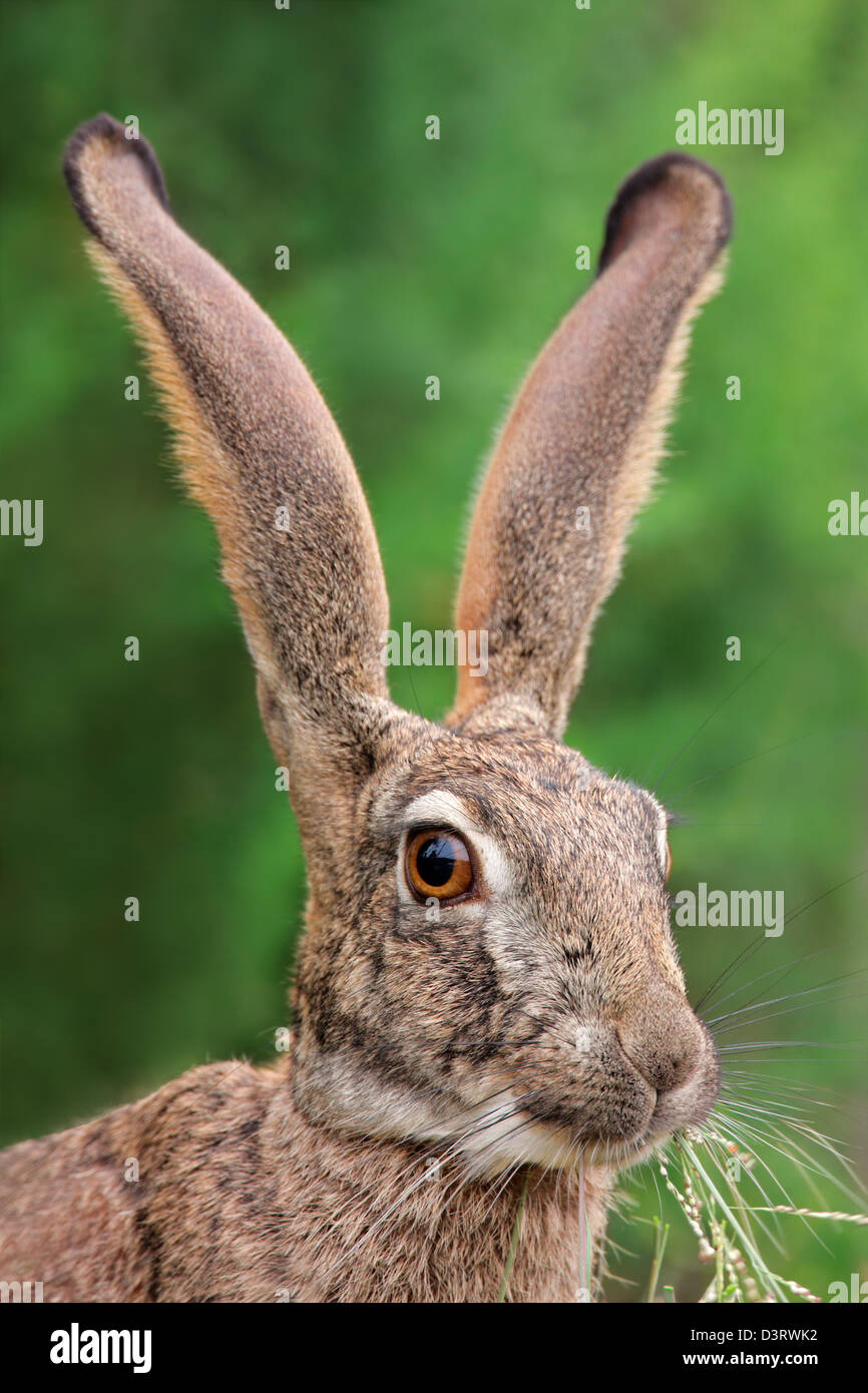 Portrait of a scrub hare (Lepus saxatilis) with long ears and large ...