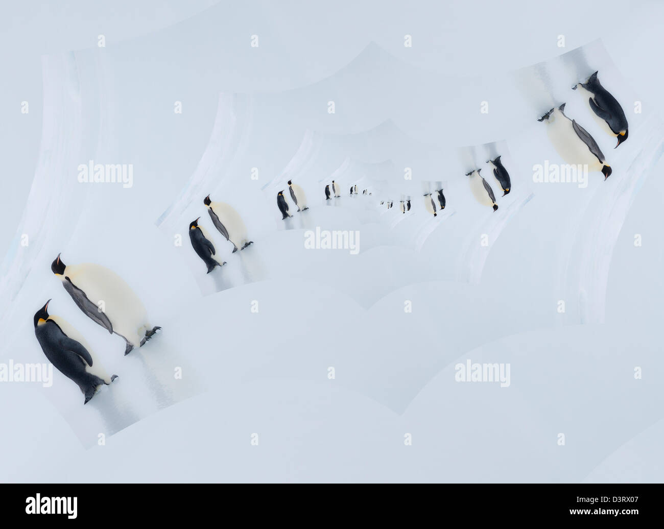 Emperor Penguins, Antarctica Digital Design Stock Photo - Alamy
