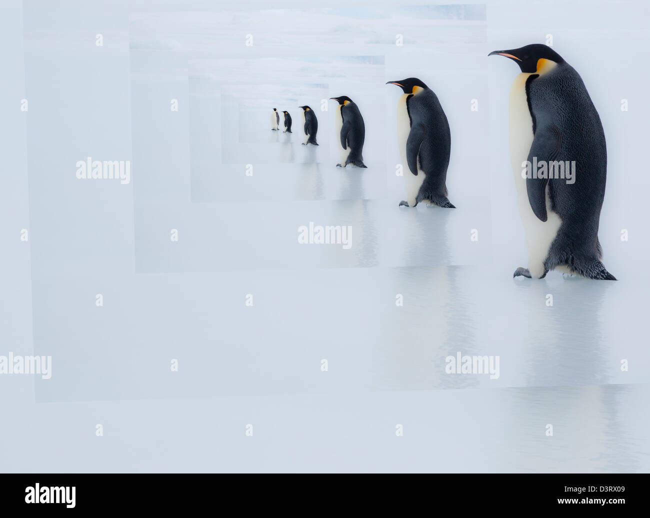 Emperor Penguins, Antarctica Digital Design Stock Photo - Alamy