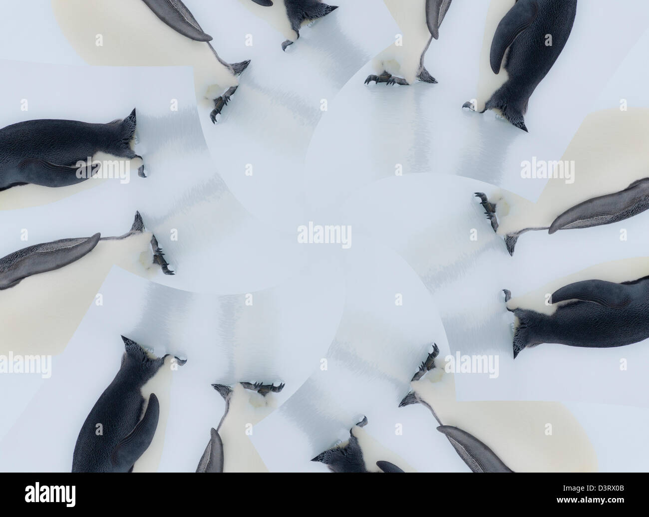 Emperor Penguins, Antarctica Digital Design Stock Photo - Alamy