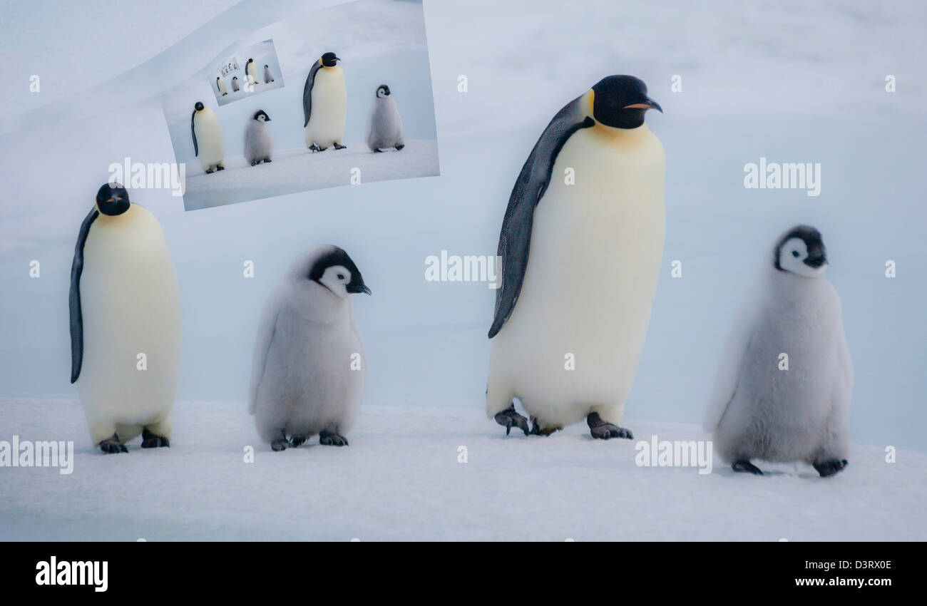 Emperor Penguins, Antarctica Digital Design Stock Photo - Alamy