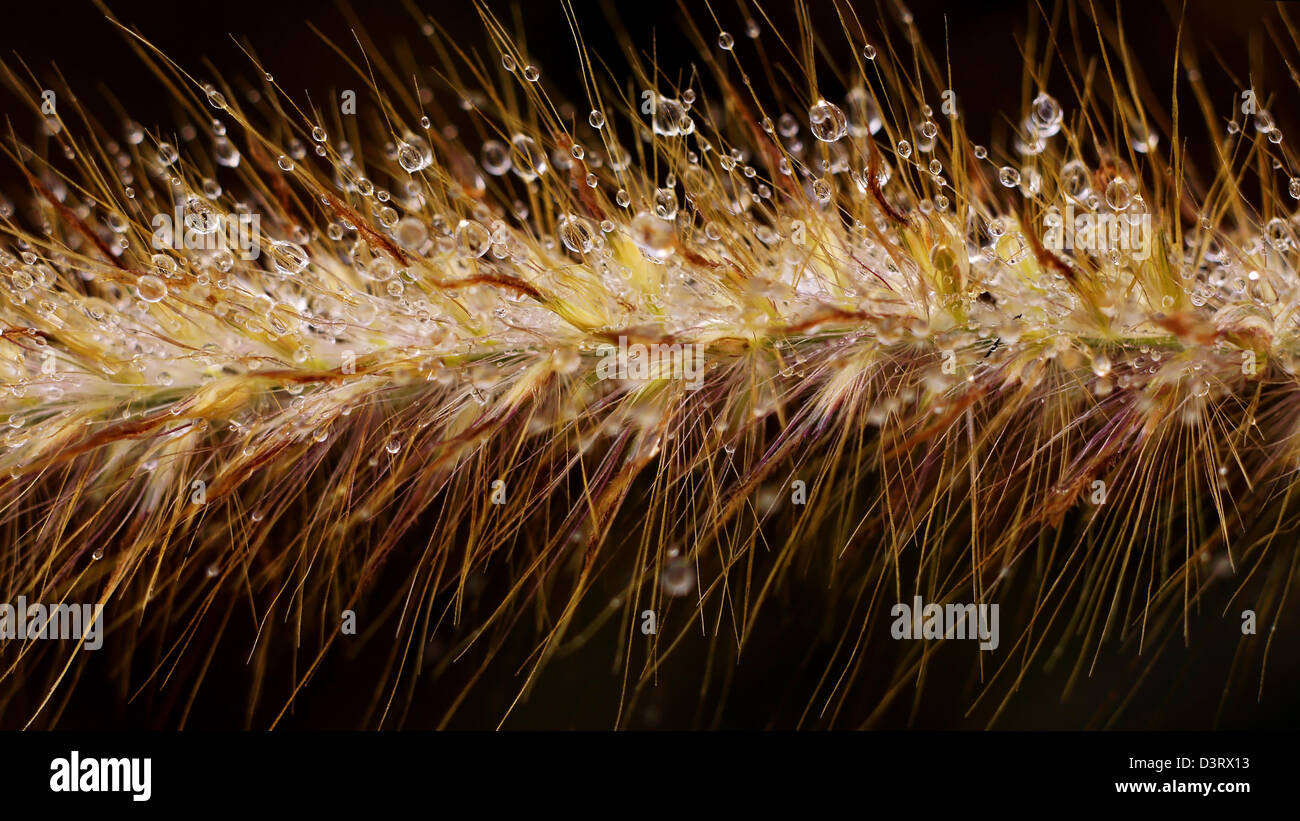 Nature water rain hi-res stock photography and images - Alamy