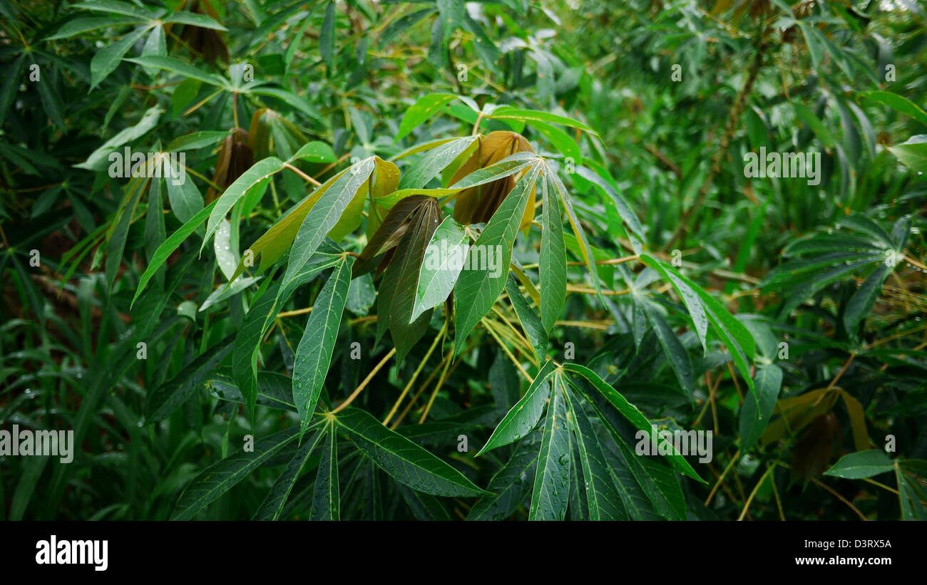 Cassava tree hi-res stock photography and images - Alamy