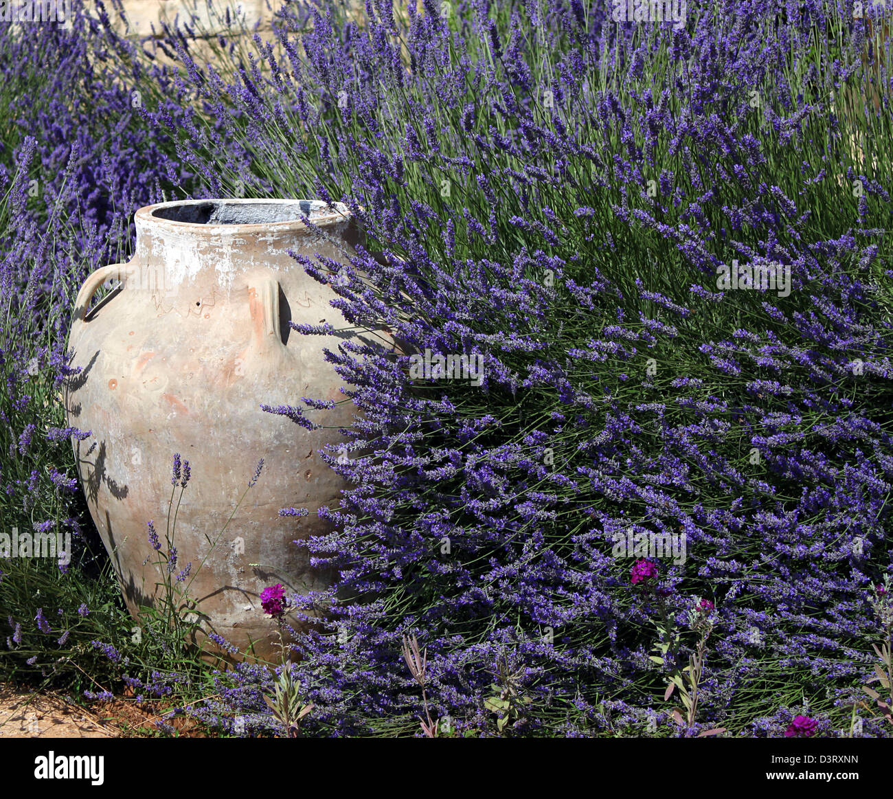 Jar and Lavender Stock Photo - Alamy