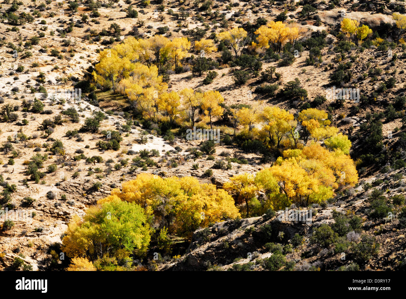 cottonwood trees in fall colors along Boulder Creek Stock Photo - Alamy