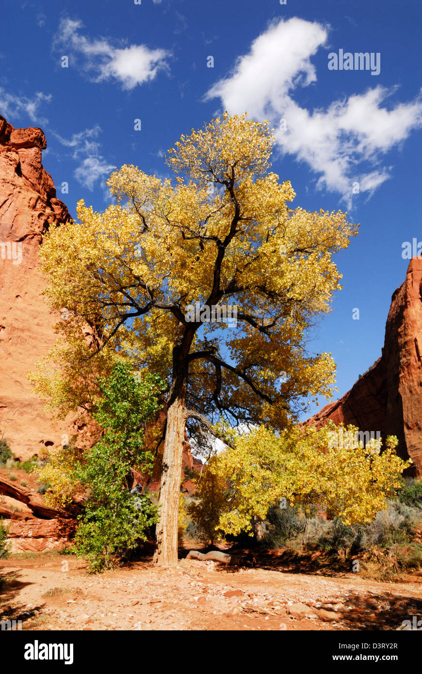 Fremont cottonwood in fall hi-res stock photography and images - Alamy
