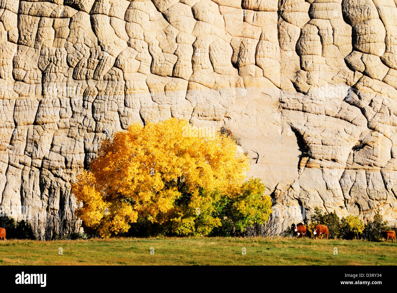 Cottonwood tree in bright yellow fall colors dwarfed by a huge hillside ...