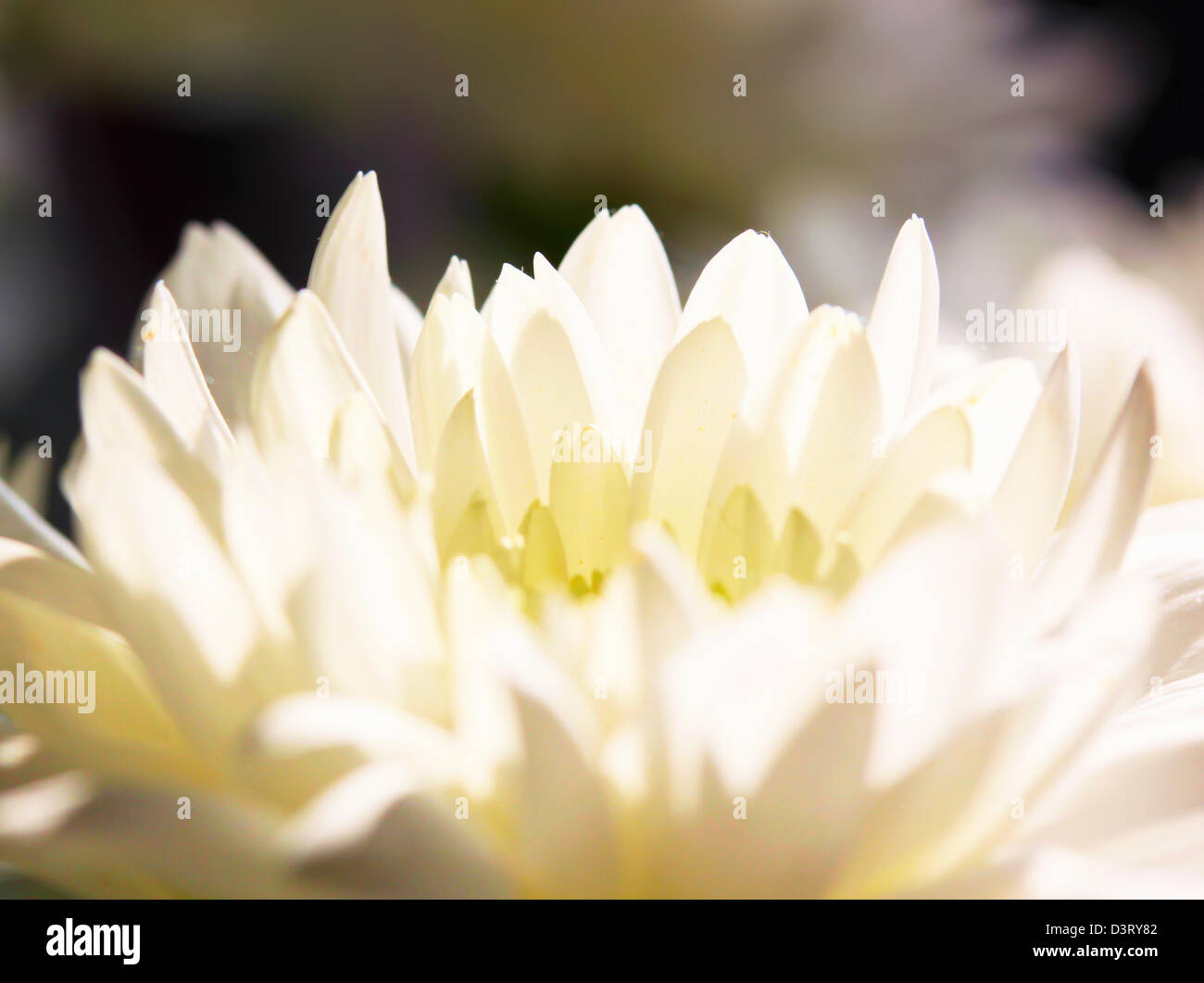 White flower petals Stock Photo - Alamy