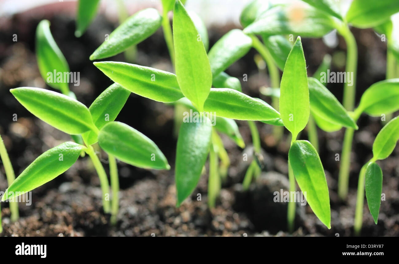 Group of fresh new sprouts Stock Photo - Alamy