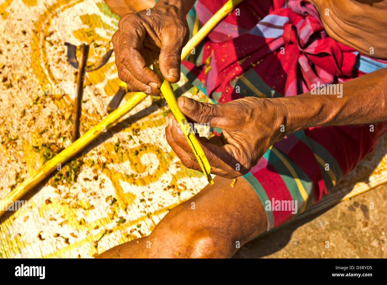 CINNAMON BARK SHOWN STRIPPED FROM FRESHLY CUT BRANCHES OF CINNAMOMUM ...