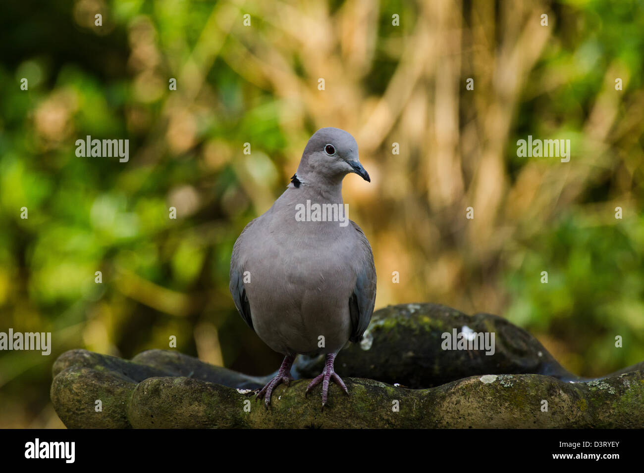 A dove sat on a bird bath in the garden Stock Photo - Alamy