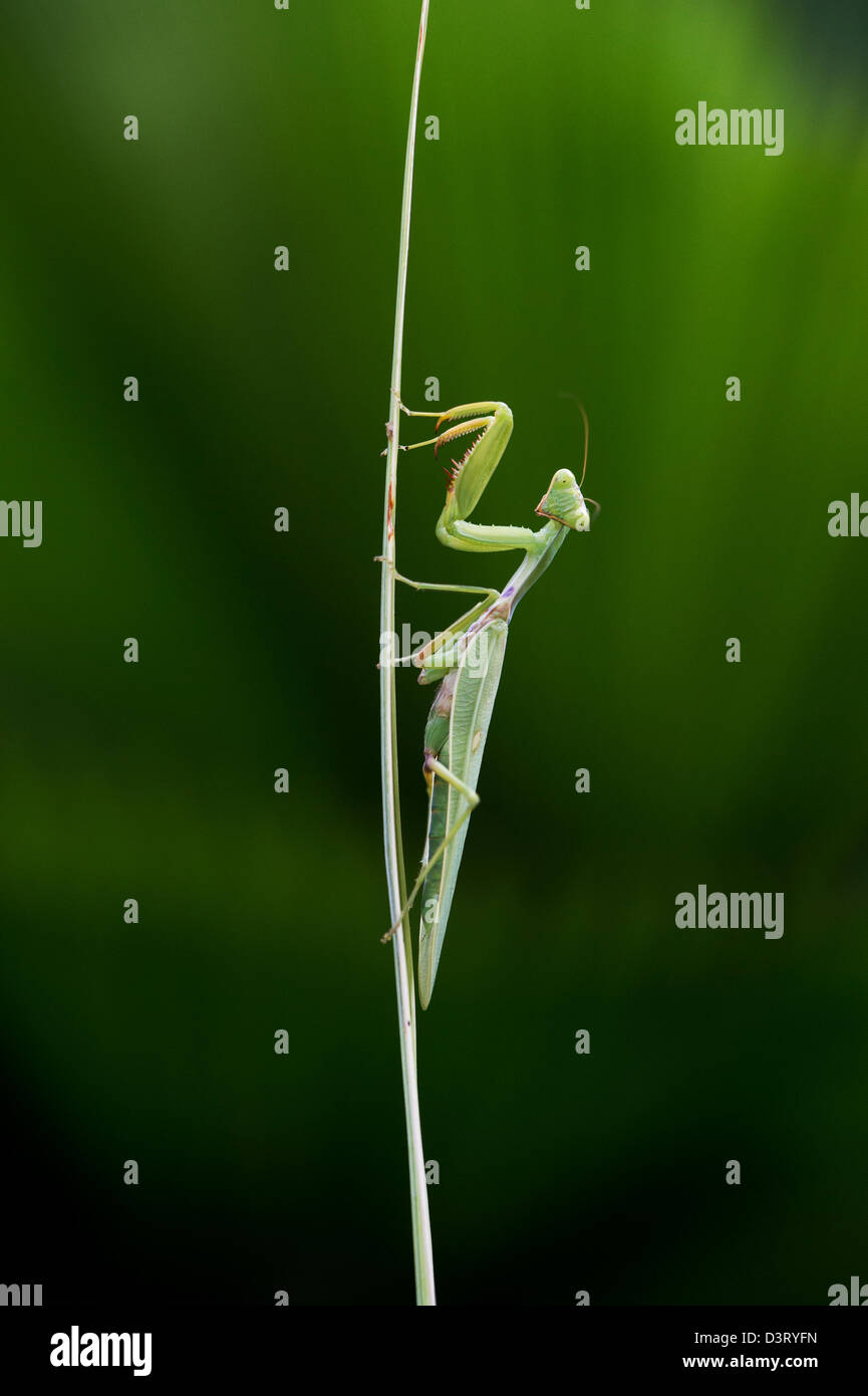 Mantis front hi-res stock photography and images - Alamy