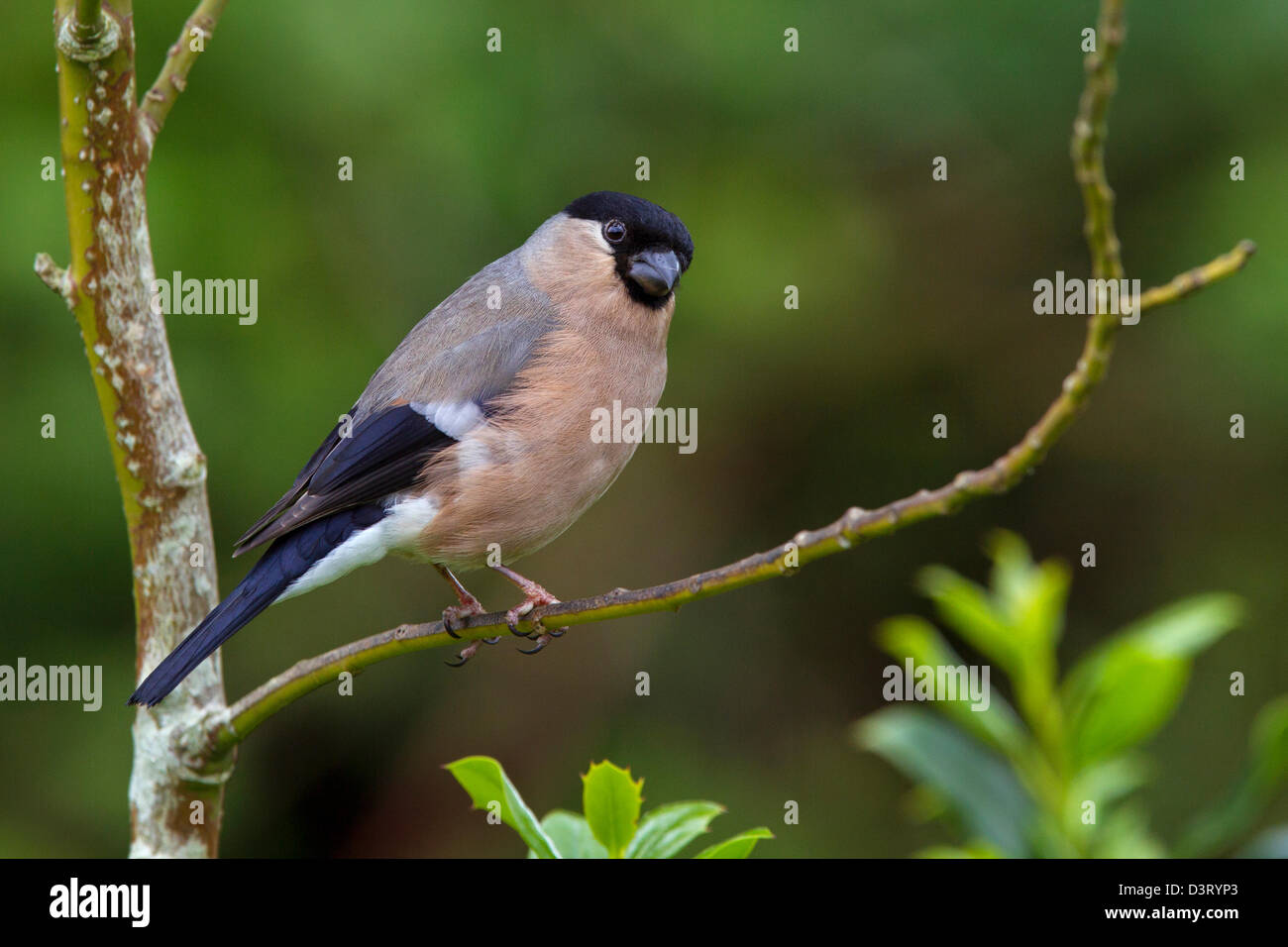 Bullfinch female hi-res stock photography and images - Alamy