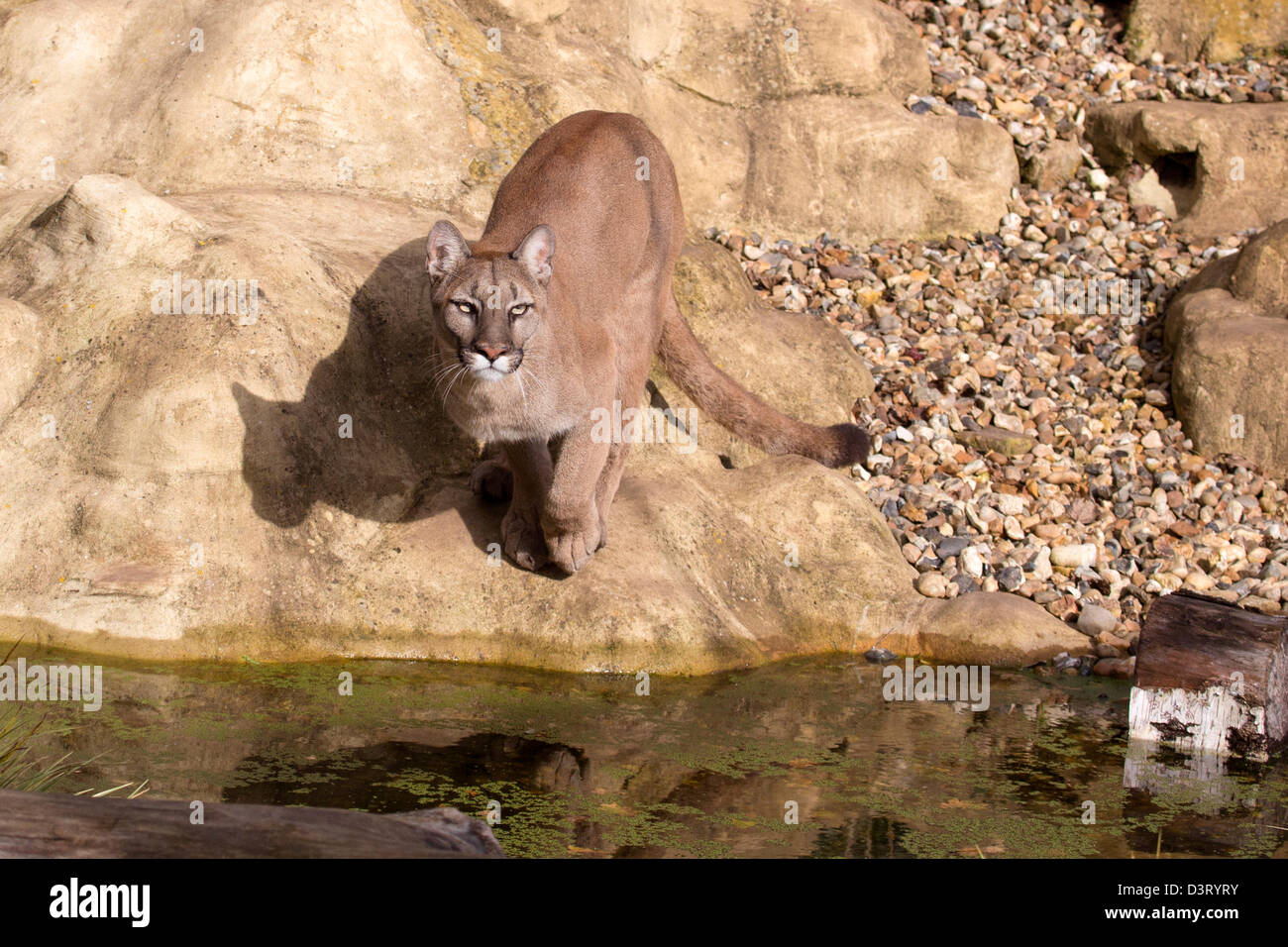 Felis concolor puma concolor puma hi-res stock photography and images ...