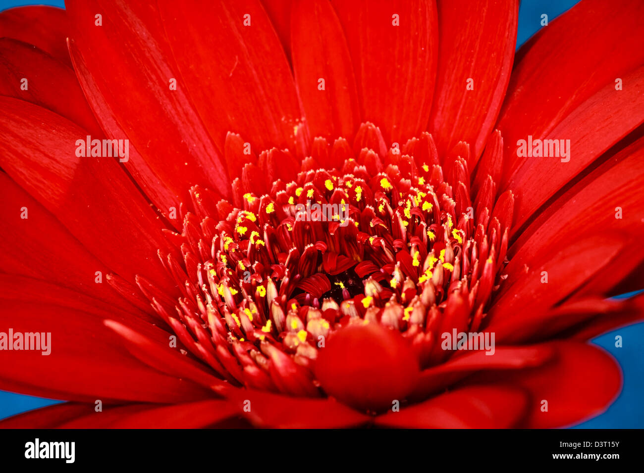 Open gerbera hi-res stock photography and images - Alamy