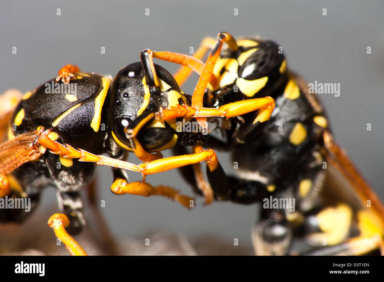 Paper wasps fighting hi-res stock photography and images - Alamy