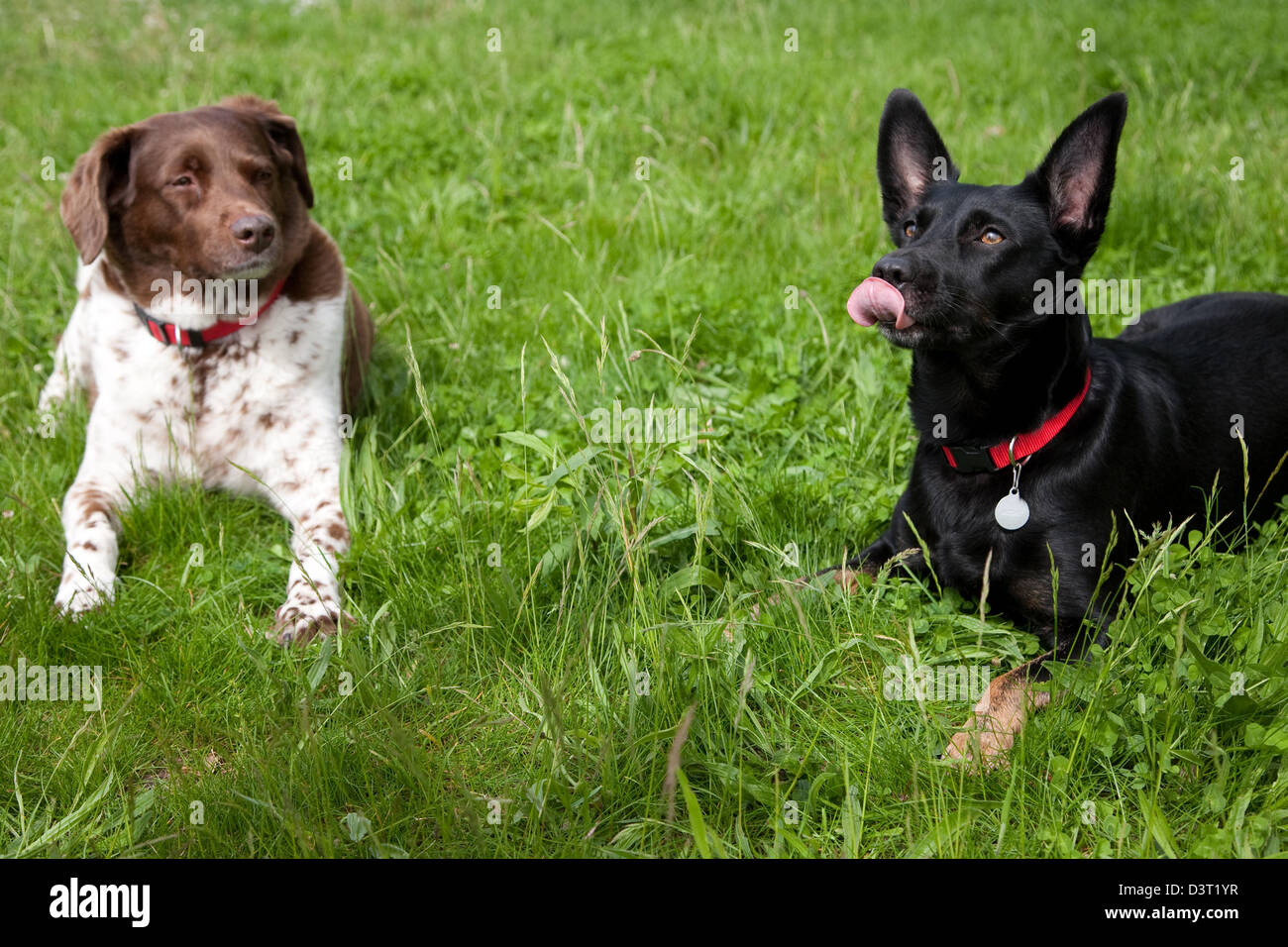 Berlin, Germany, two dogs on a meadow Stock Photo - Alamy