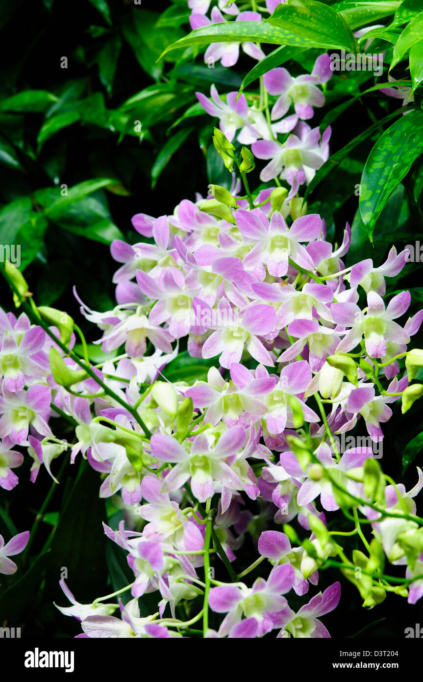 National Orchid Garden,Tan Hoon Siang Mist House,1,000 species and ...