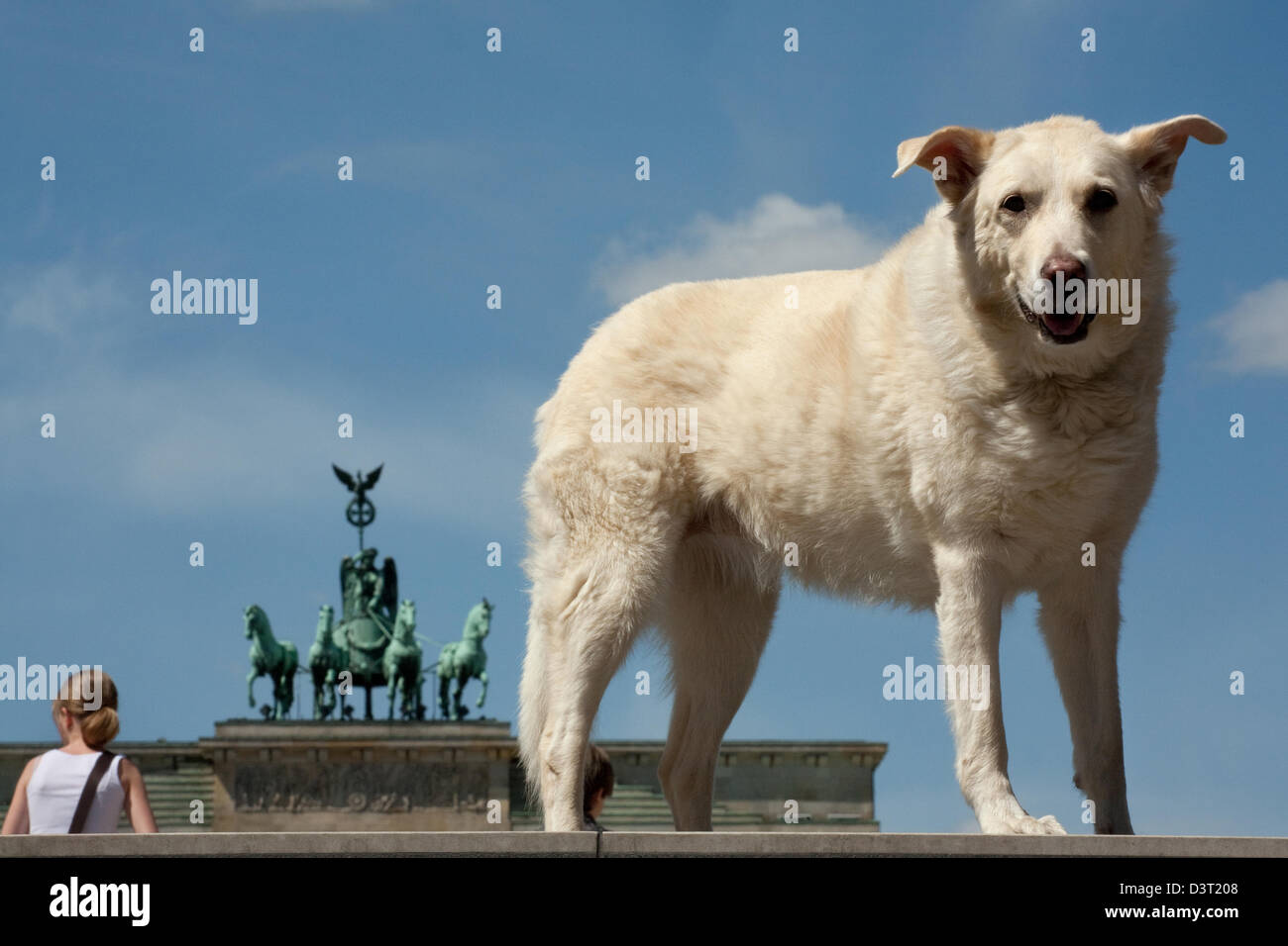 German shepherd golden retriever mixed breed hi-res stock photography ...