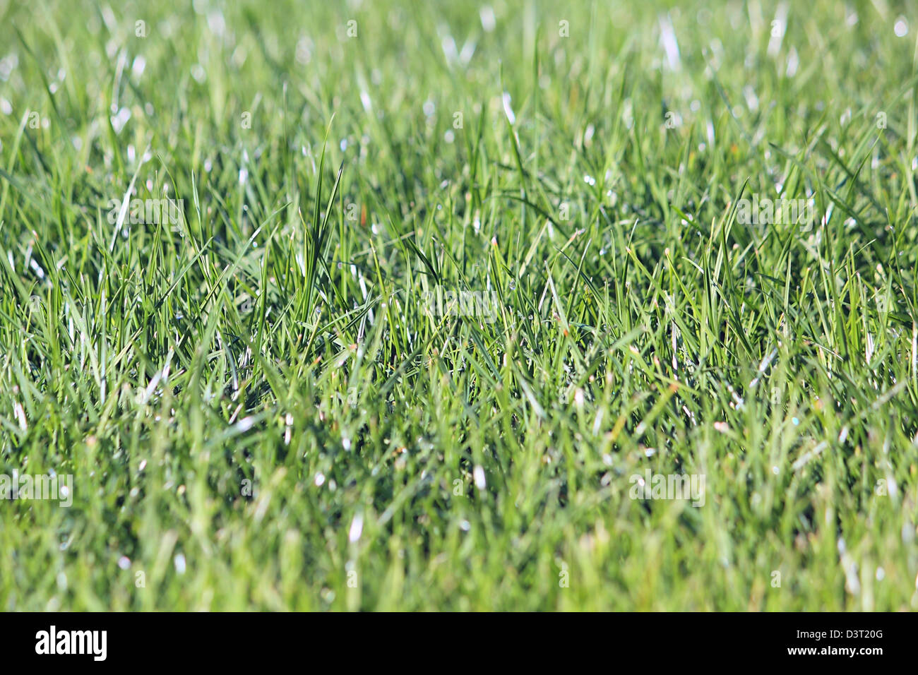 Macro photo of a green grass Stock Photo - Alamy