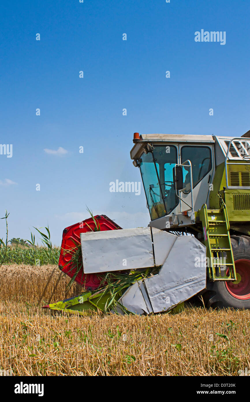 Collecting wheat grains hi-res stock photography and images - Alamy