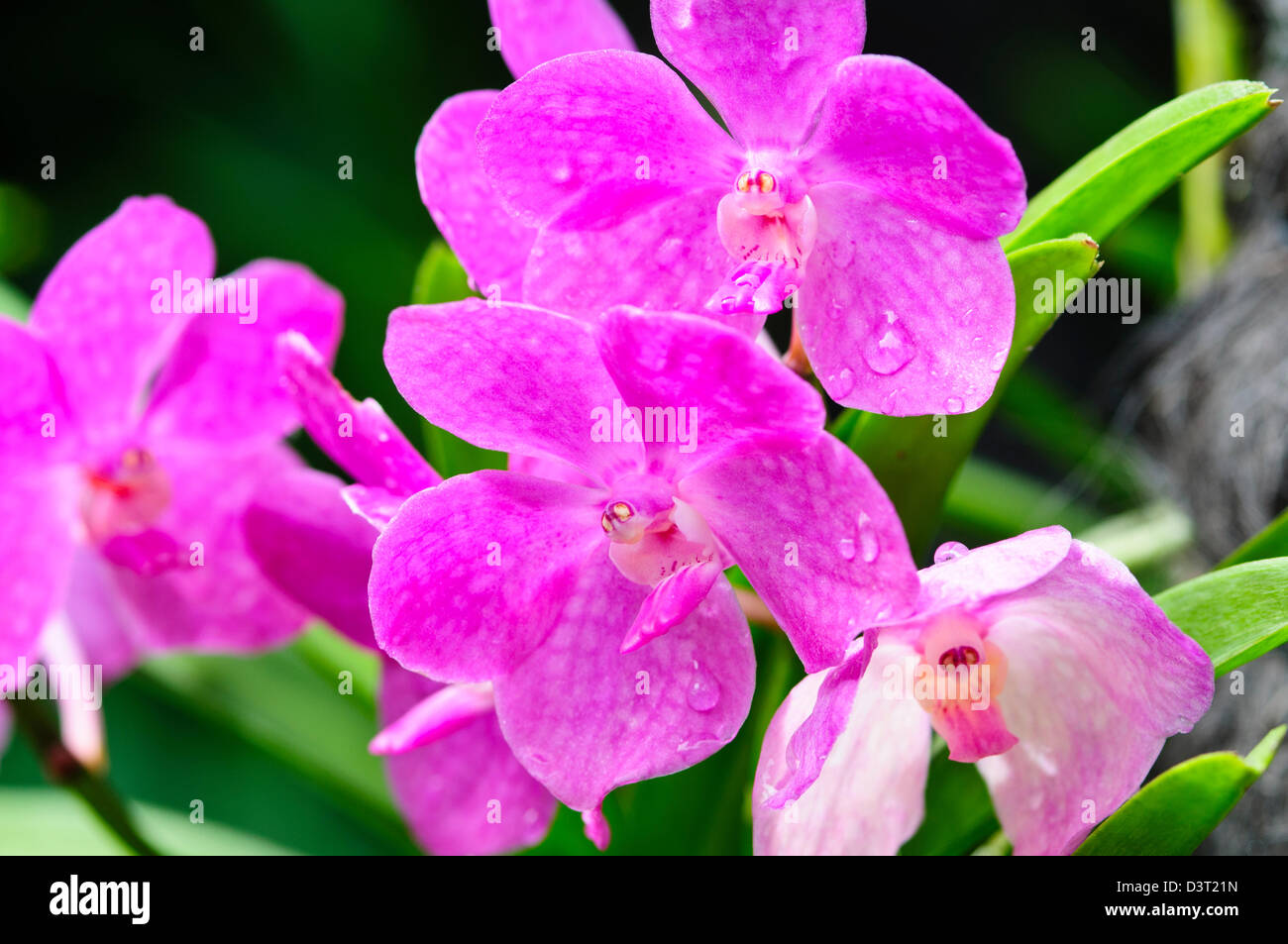 National Orchid Garden,Tan Hoon Siang Mist House,1,000 species and ...