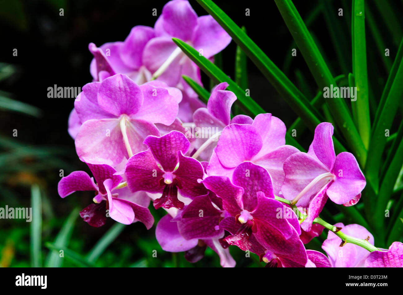 National Orchid Garden,Tan Hoon Siang Mist House,1,000 species and ...