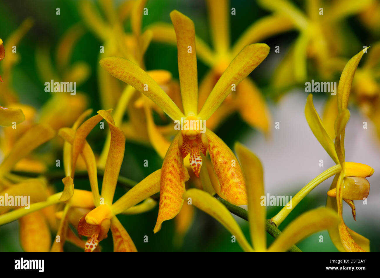 National Orchid Garden,Tan Hoon Siang Mist House,1,000 species and ...