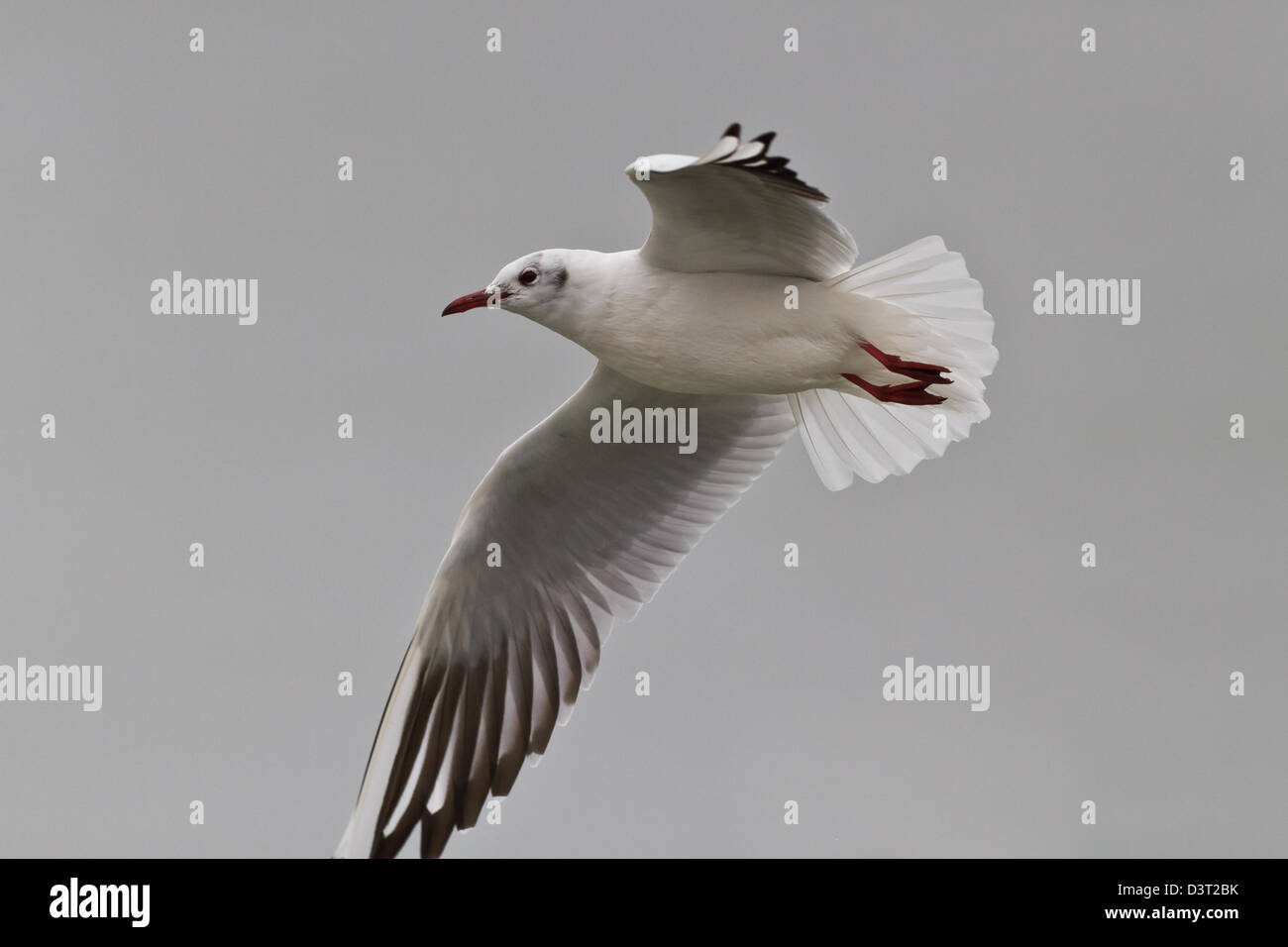 seagull in flight Stock Photo - Alamy