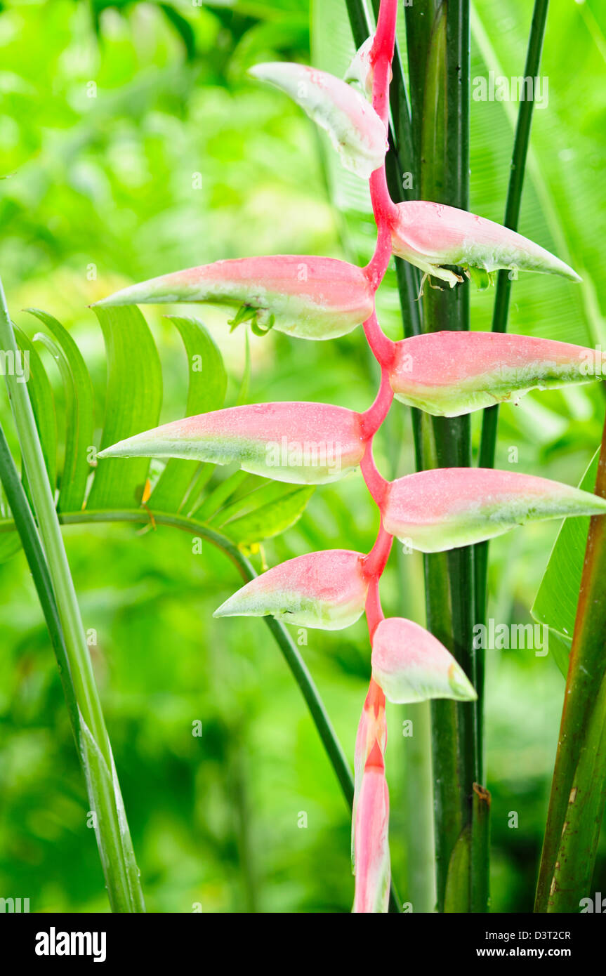 Showcasing orchids hi-res stock photography and images - Alamy