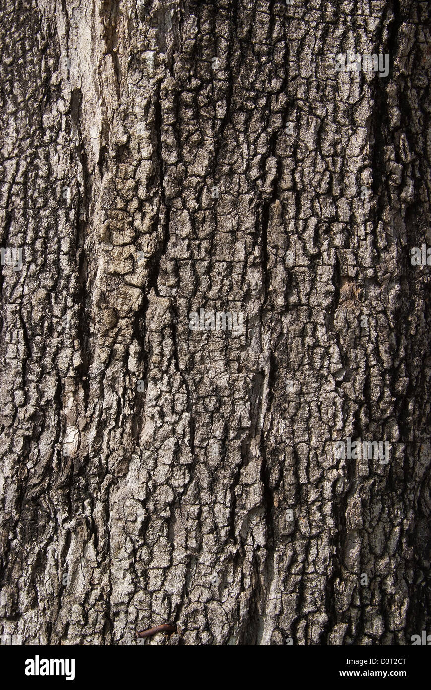 Close up texture of fracture on the tree bark Stock Photo - Alamy