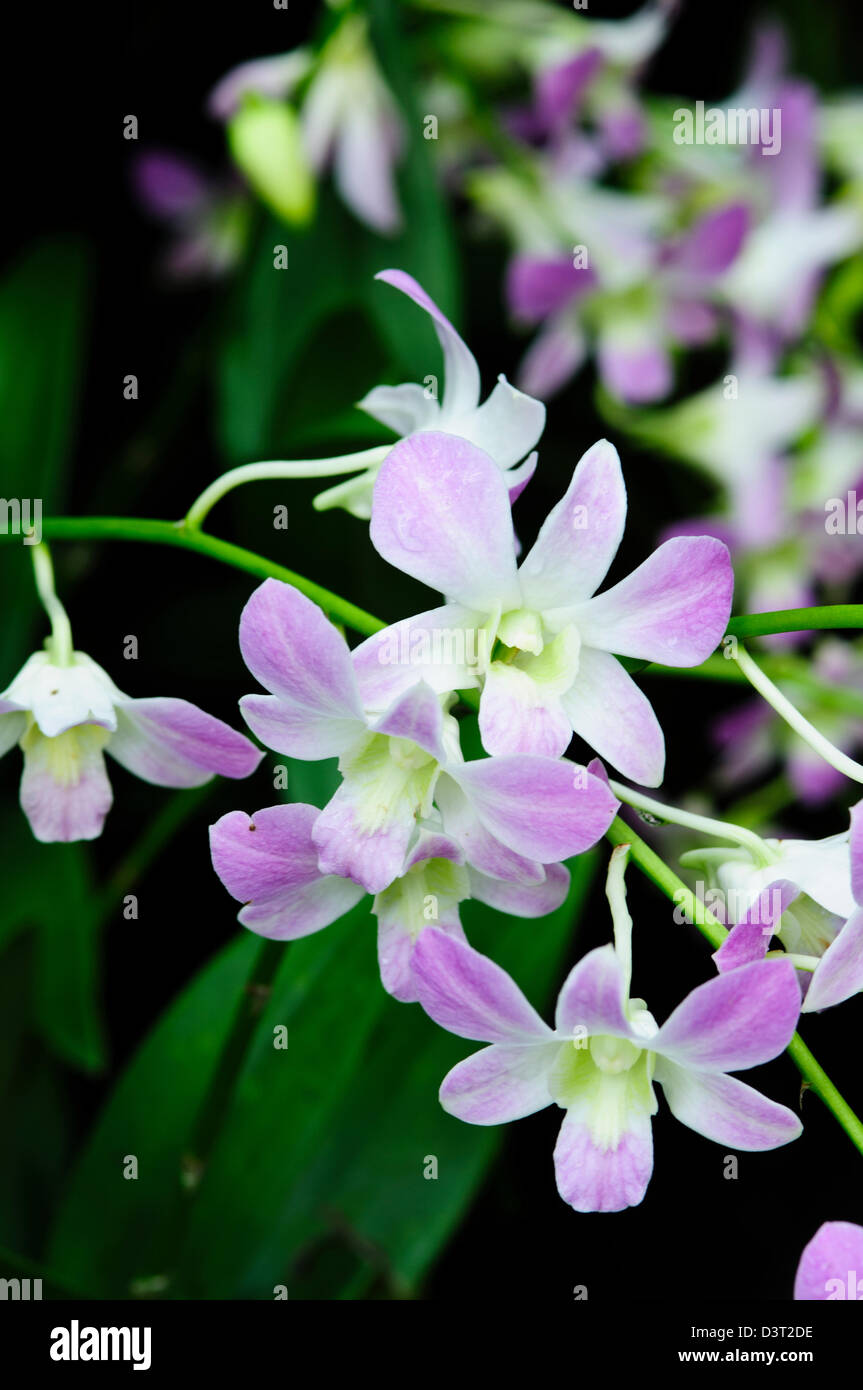 Showcasing orchids hi-res stock photography and images - Alamy