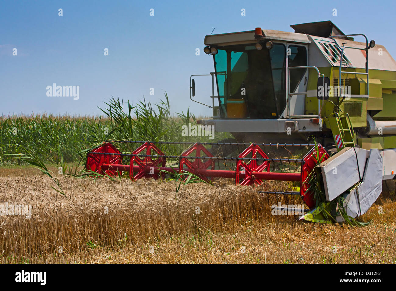 Collecting wheat grains hi-res stock photography and images - Alamy