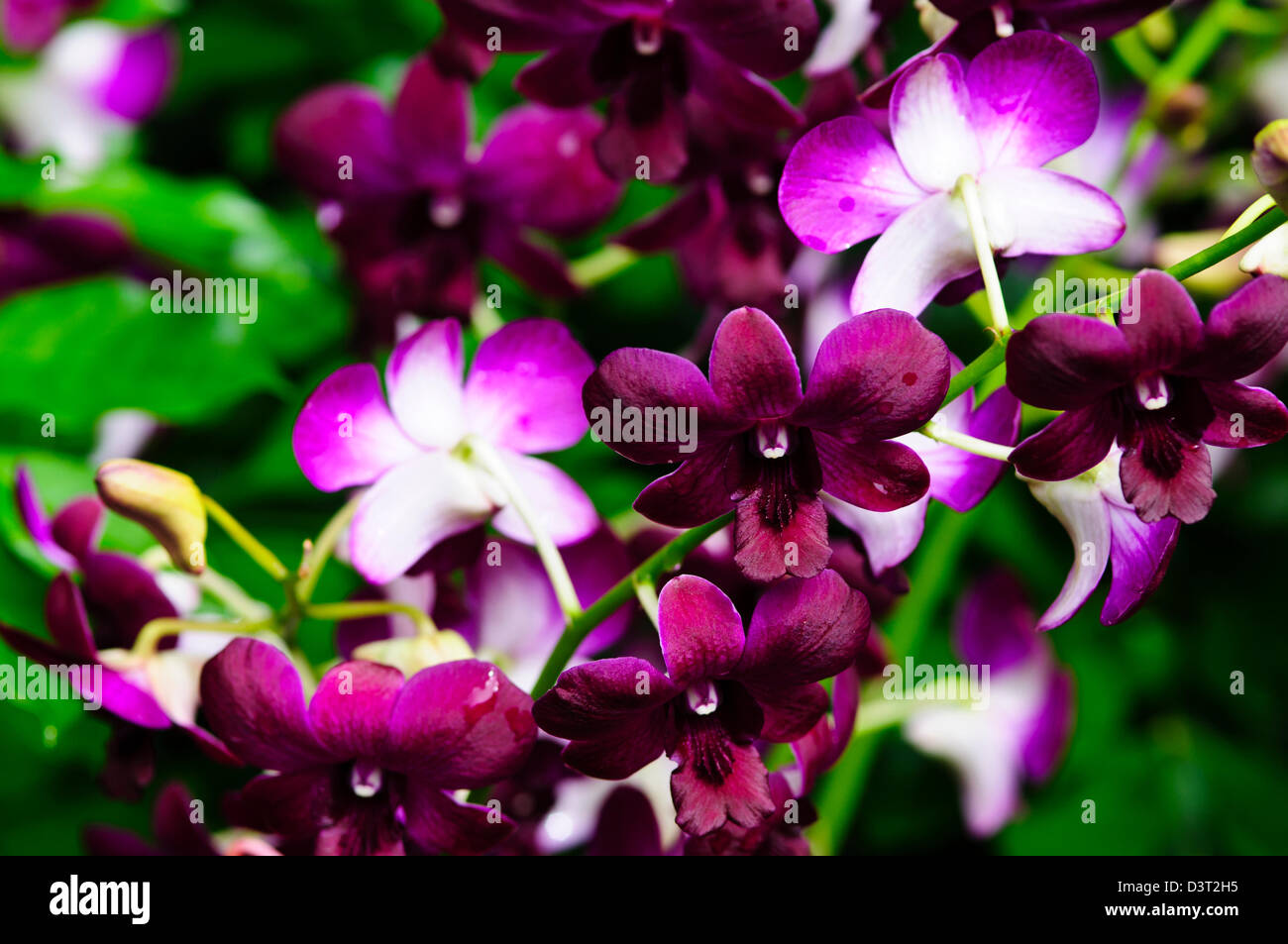 National Orchid Garden,Tan Hoon Siang Mist House,1,000 species and ...