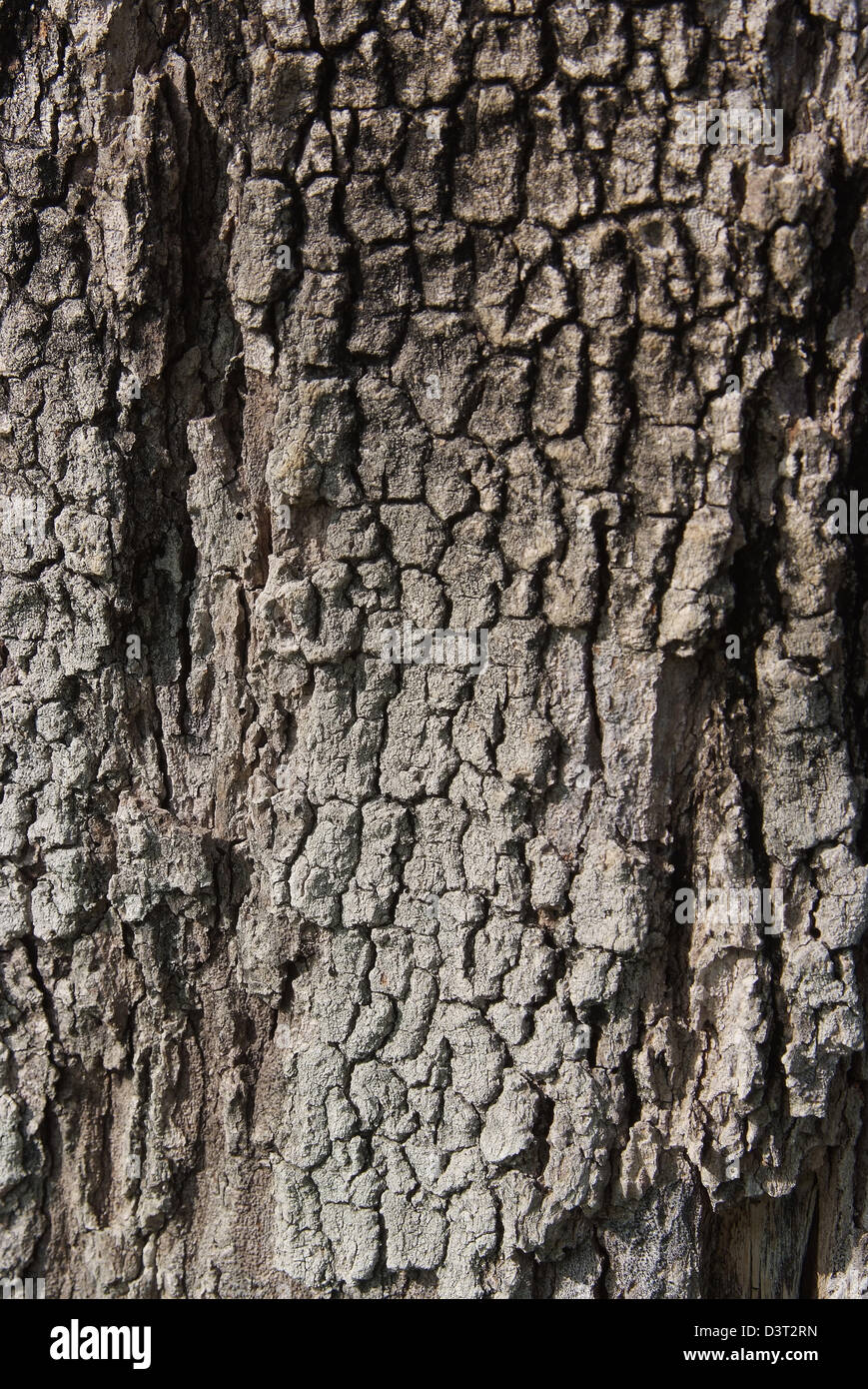 Close up texture of fracture on the tree bark Stock Photo - Alamy