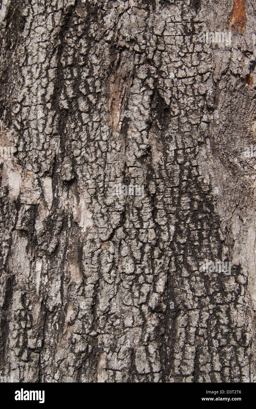 Close up texture of fracture on the tree bark Stock Photo - Alamy
