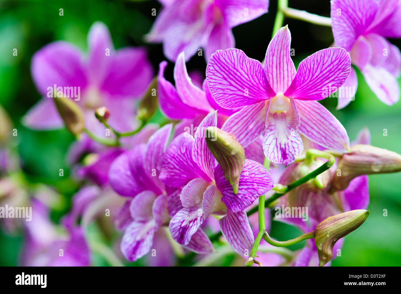 National Orchid Garden,Tan Hoon Siang Mist House,1,000 species and ...