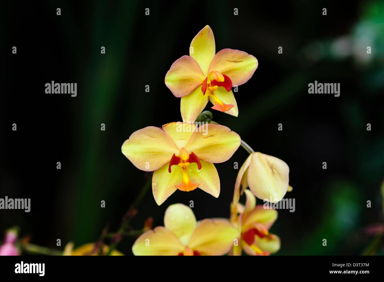 National Orchid Garden,Tan Hoon Siang Mist House,1,000 species and ...