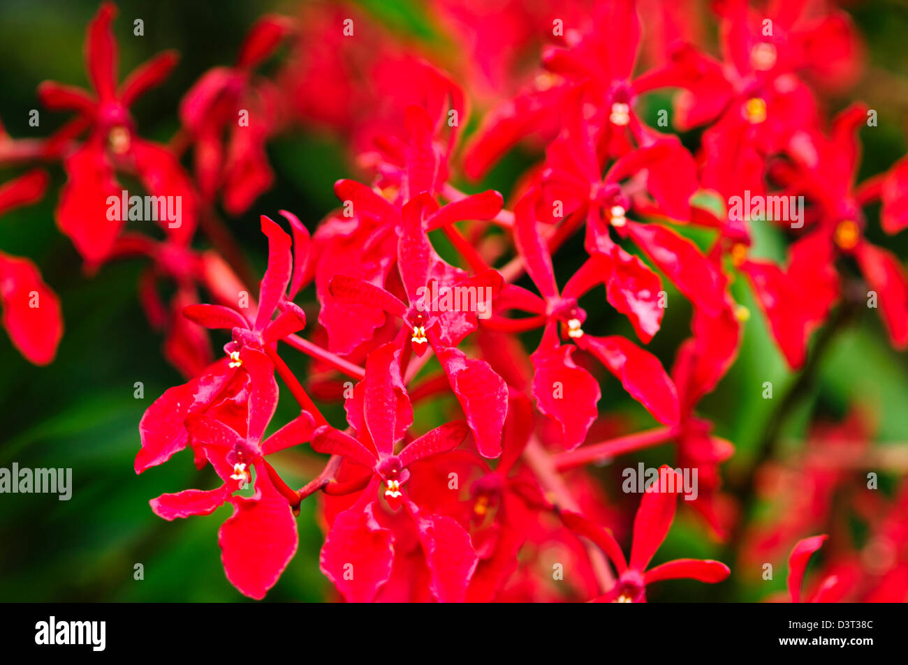 National Orchid Garden,Tan Hoon Siang Mist House,1,000 species and ...