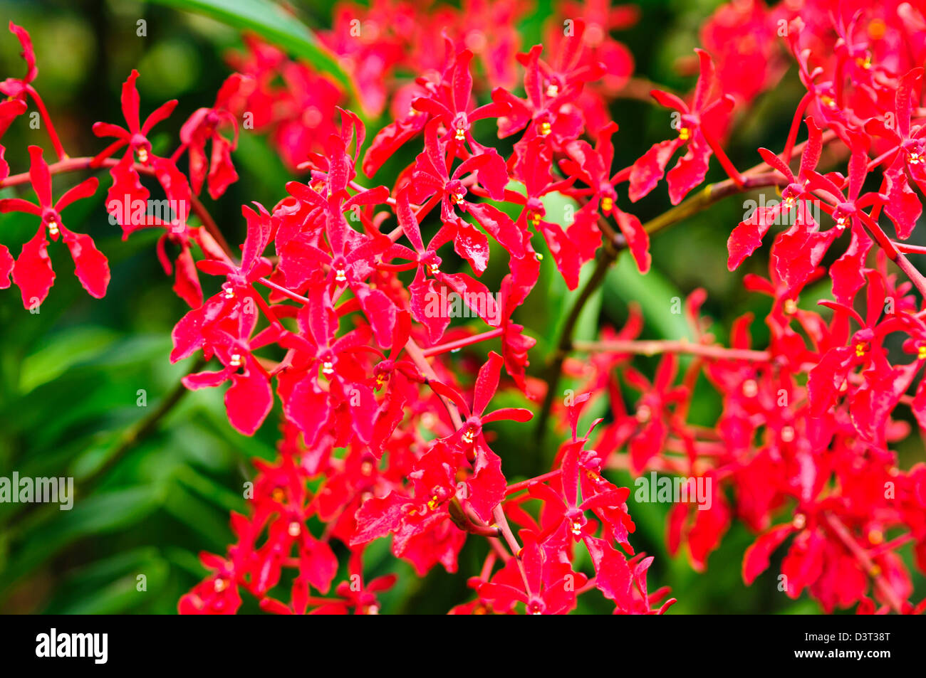 National Orchid Garden,Tan Hoon Siang Mist House,1,000 species and ...