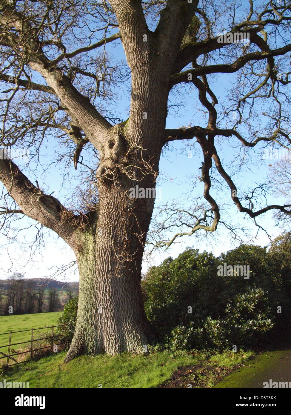Old oak tree Stock Photo - Alamy