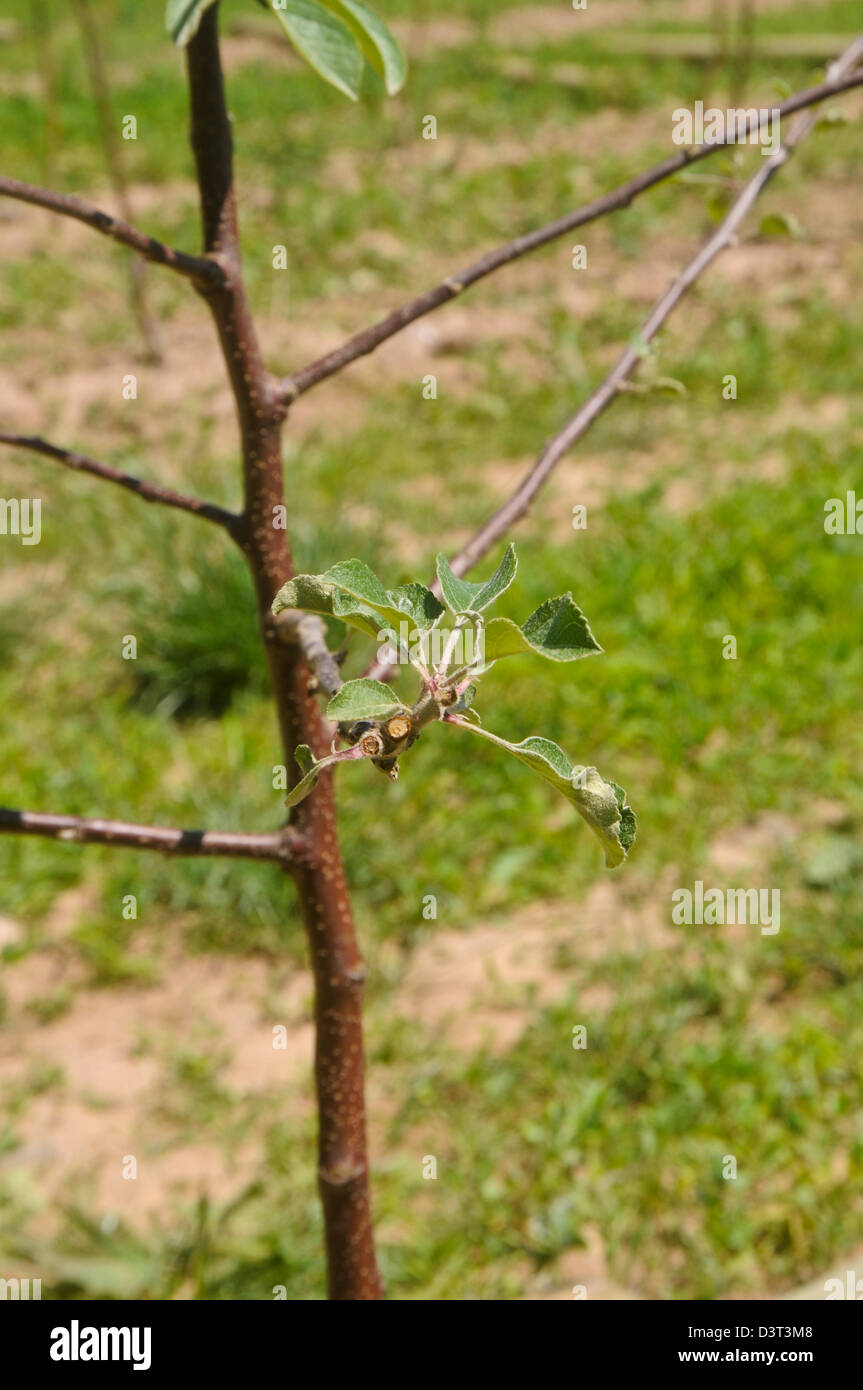 Tall spindle apple tree punning cut Stock Photo - Alamy