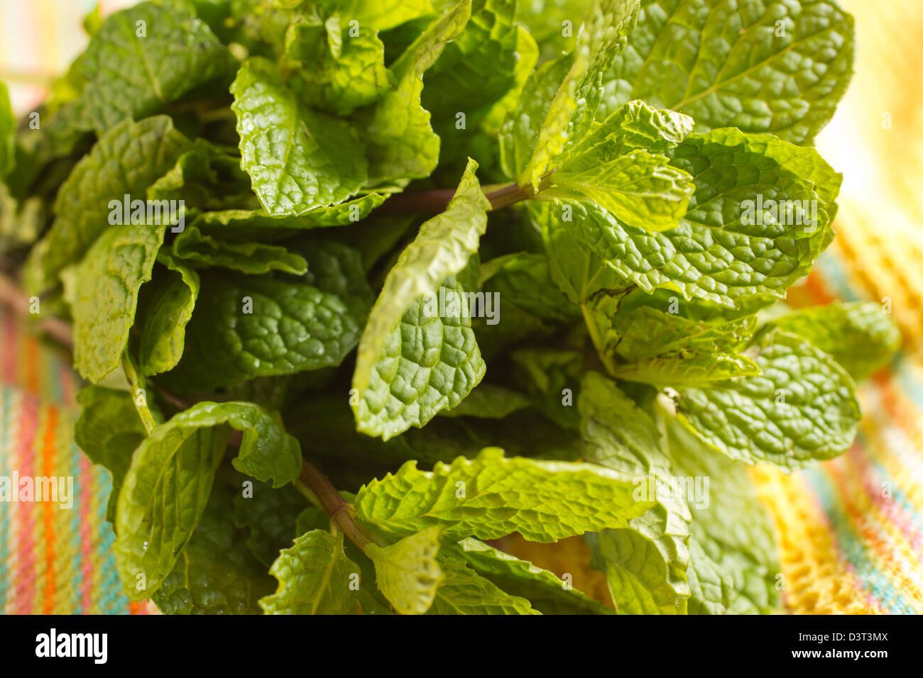 a bunch of fresh mint leaves Stock Photo - Alamy