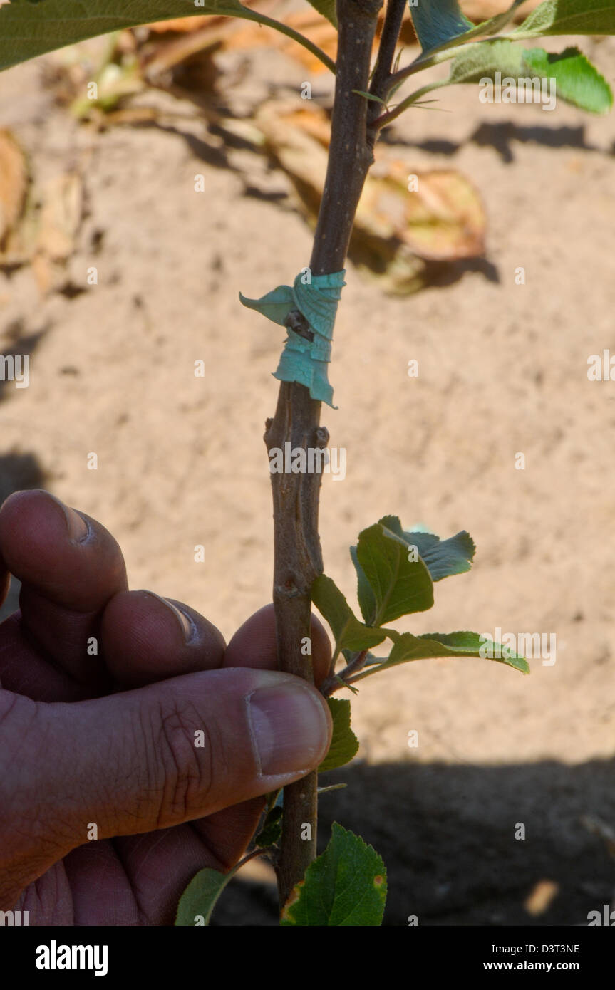 Tall spindle apple tree root stock Stock Photo - Alamy