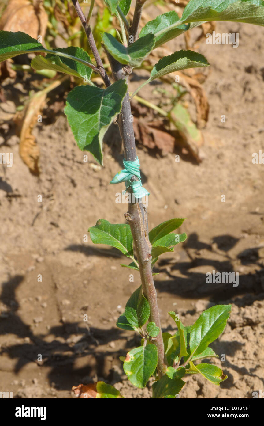 Apple tree root hi-res stock photography and images - Alamy