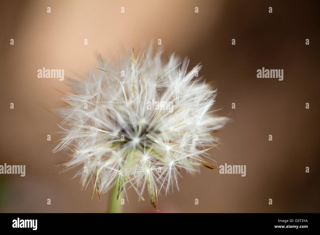 Dandelion Seed Head Stock Photo - Alamy