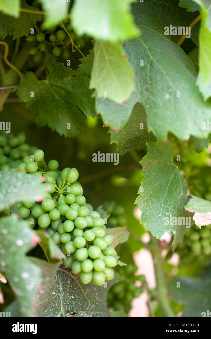 Groot constantia vines cape town hi-res stock photography and images ...