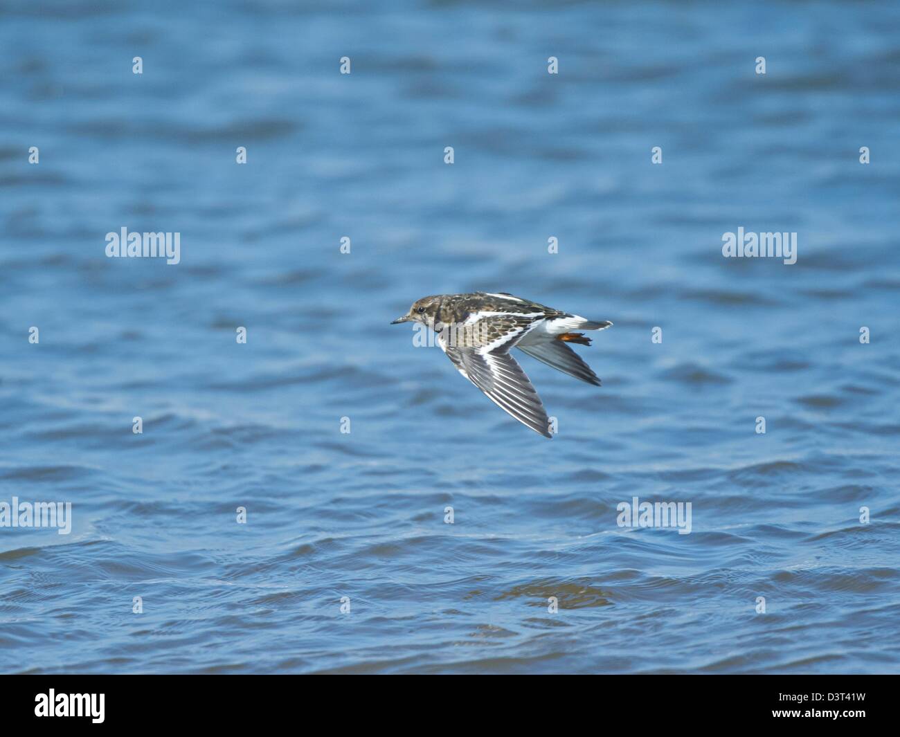 Turnstone in flight Stock Photo - Alamy