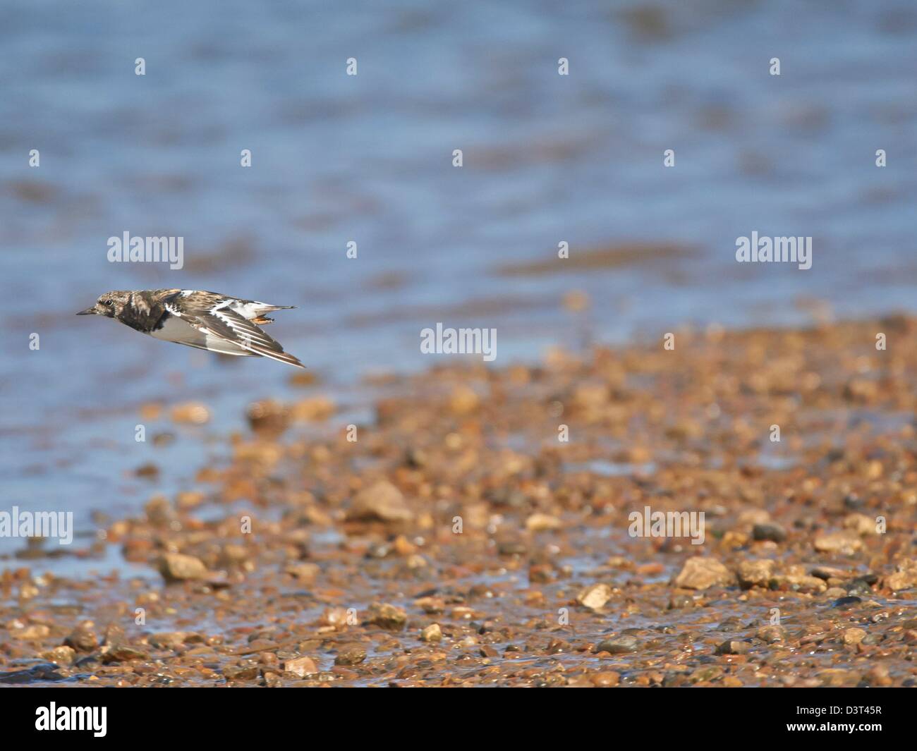 Turnstone in flight Stock Photo - Alamy