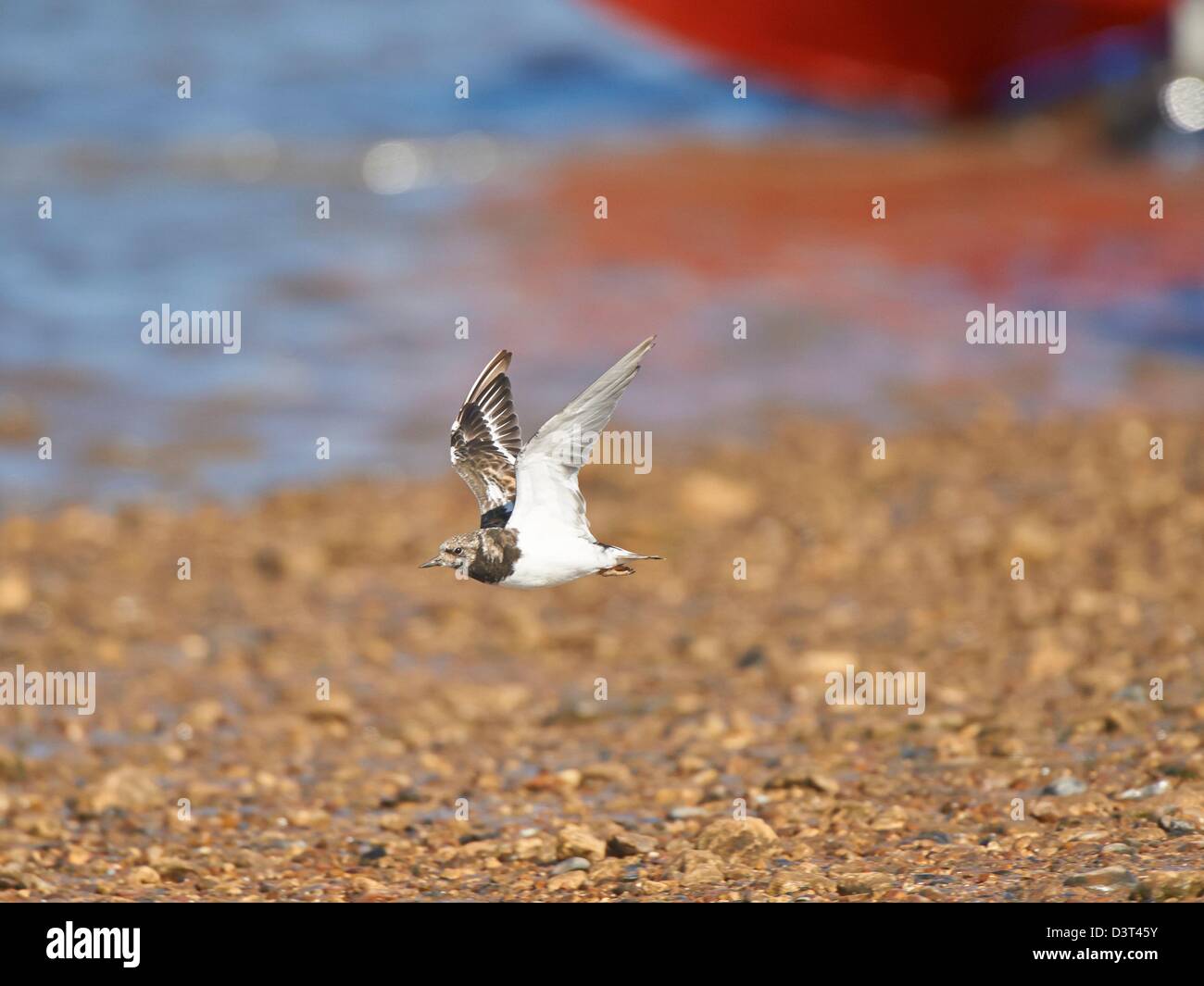 Turnstone in flight Stock Photo - Alamy